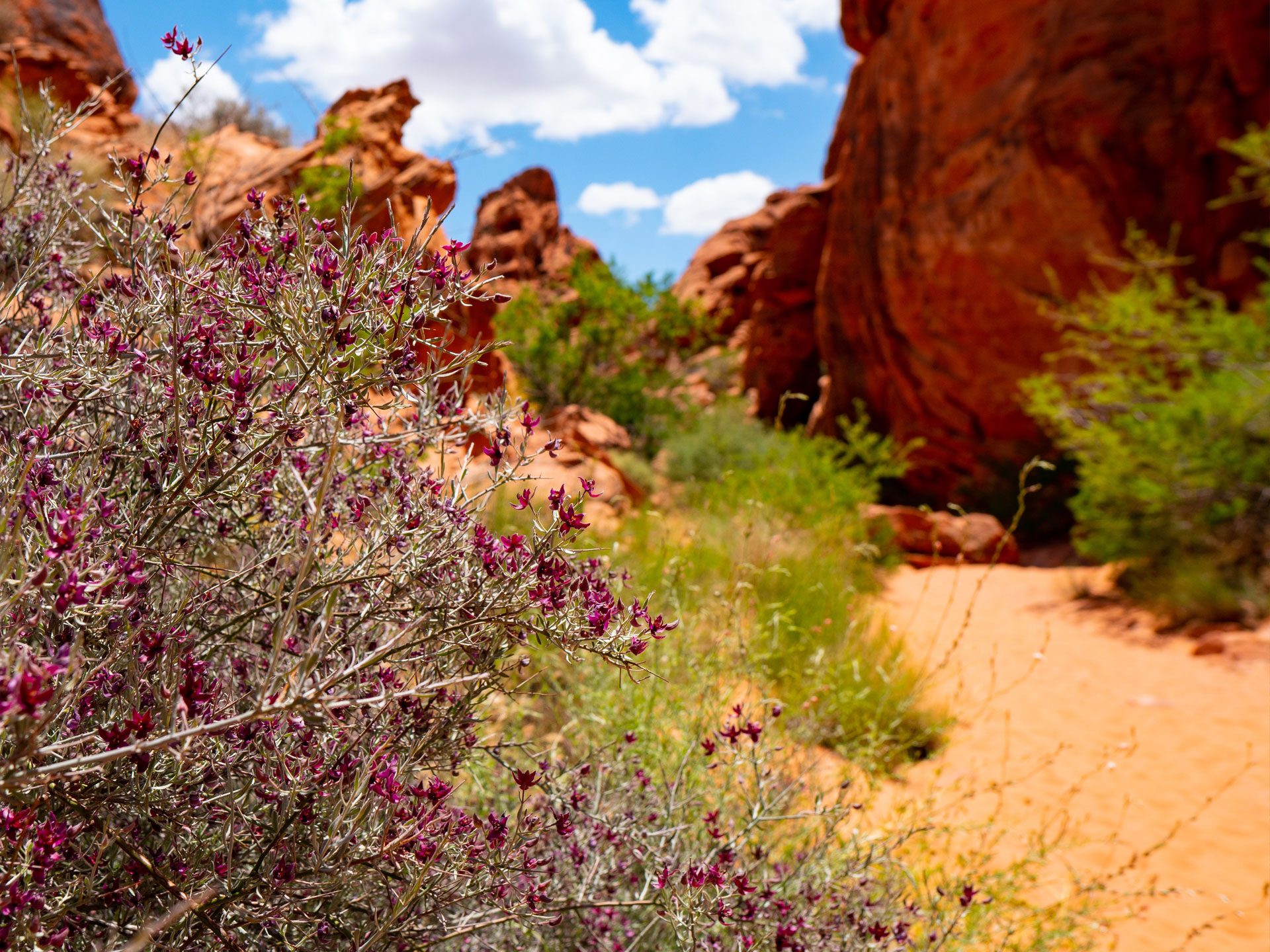 Fire Fest Ultra - Triple Dare Running Co.